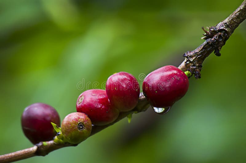 Coffee. Real Coffee Plant with Red Beans on Roasted Coffee Beans Stock ...