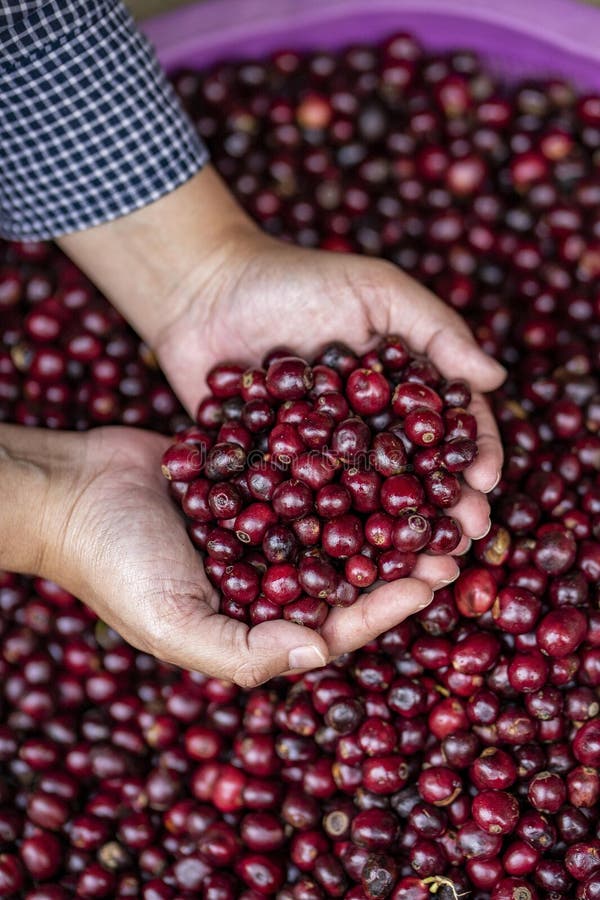 Coffee red cherries stock image. Image of harvesting - 345242821