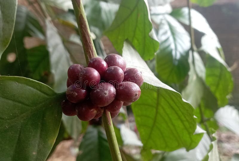 Coffee is Ripe on the Tree and Ready To Be Harvested Stock Photo ...
