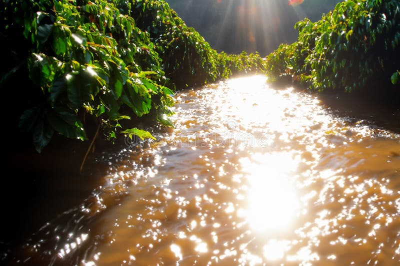 Coffee River and Coasts from Beans AI Generated Stock Illustration ...