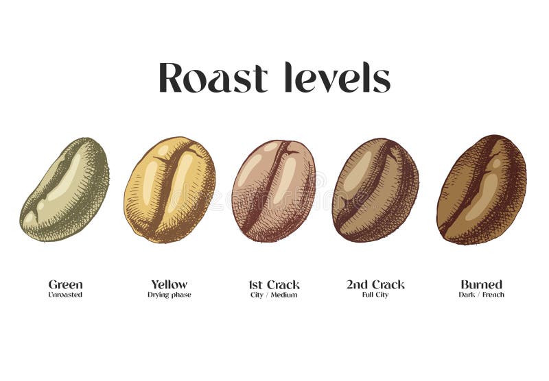 Coffee Roasting Taste Stock Illustrations – 1,797 Coffee Roasting Taste ...