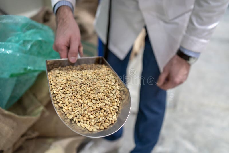 Coffee Roasting Plant during Operation, the Operator& X27;s Hand Holds ...