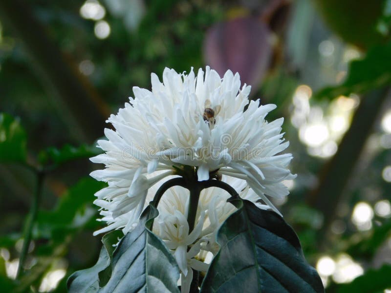 A coffee robusta flower stock image. Image of garden - 132327327