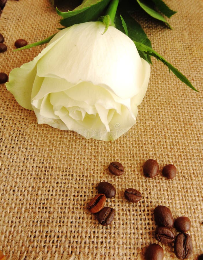 Coffee and rose stock photo. Image of sacking, flower - 71168094