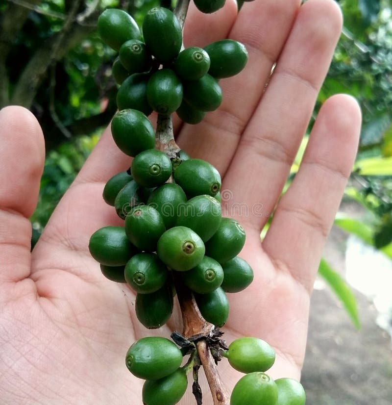 Coffee seed stock photo. Image of coffee, plants, seed - 113276248