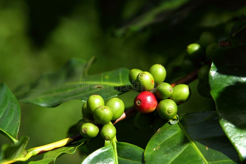 Coffee seed stock image. Image of drinks, dozy, fresh - 18136925