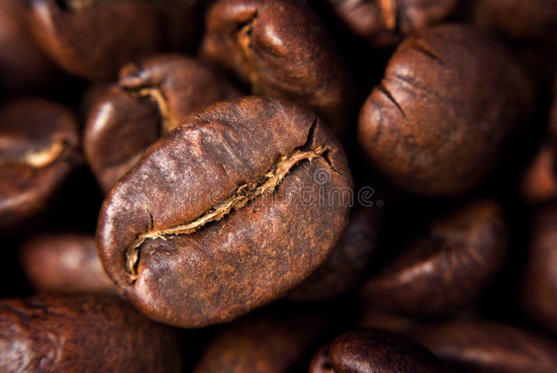 Coffee seed stock photo. Image of quality, caffeine, close - 2413462