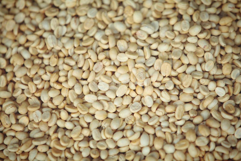 Coffee seed stock photo. Image of bean, pulse, coffee - 42791184