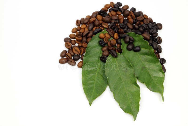 Coffee Seed and Coffee Leaf Stock Image - Image of group, grain: 116502665