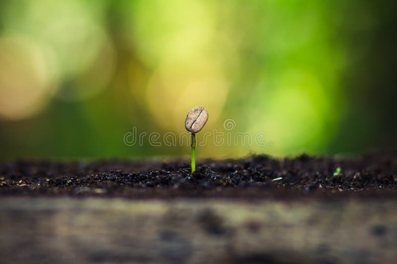 Coffee Seed Tree Sapling in Nature Stock Photo - Image of soil, plant ...