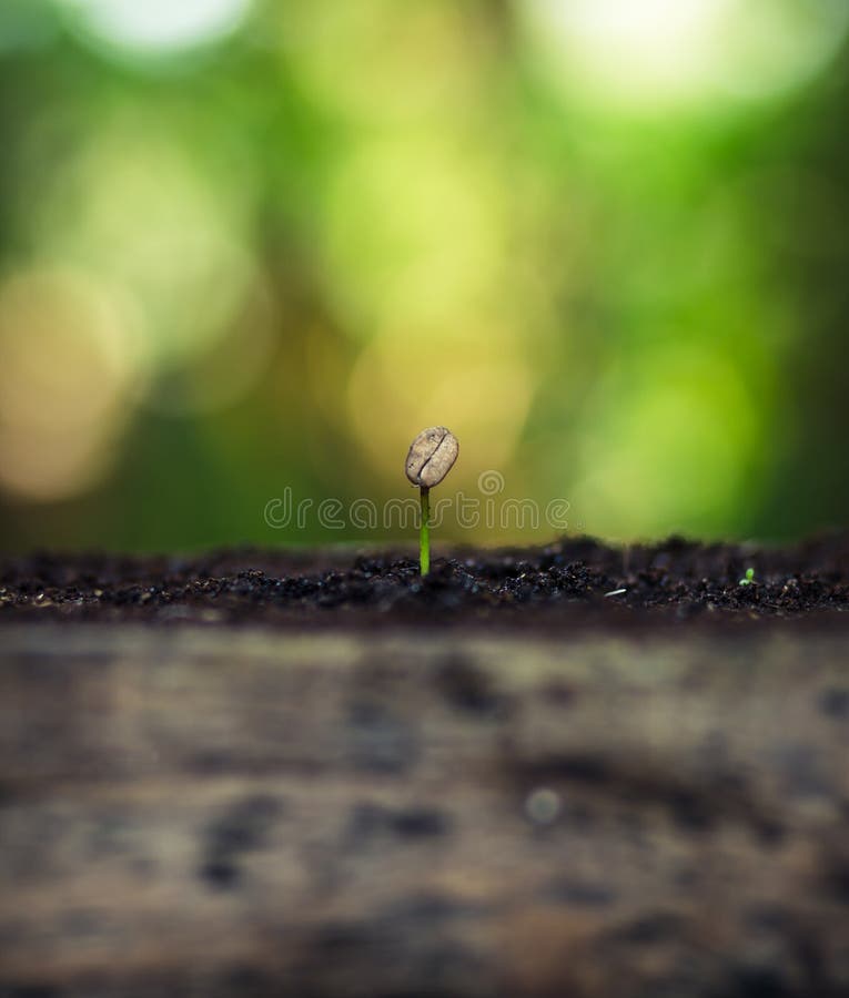 Coffee Seed Tree Sapling in Nature Stock Image - Image of plants ...