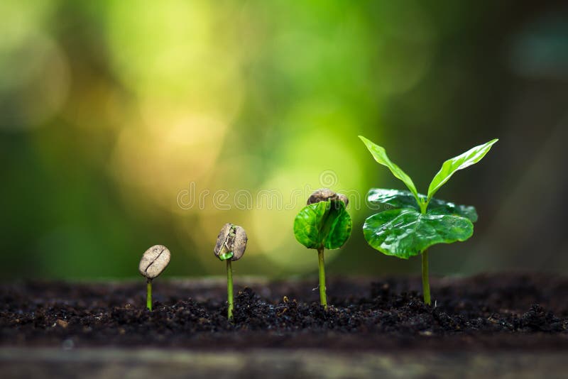 Coffee Sapling or Seedling with Visible Root Against a White Background ...