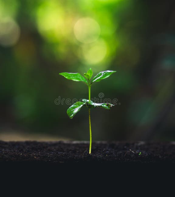 Coffee Seed Tree Sapling in Nature Stock Photo - Image of nature, seed ...