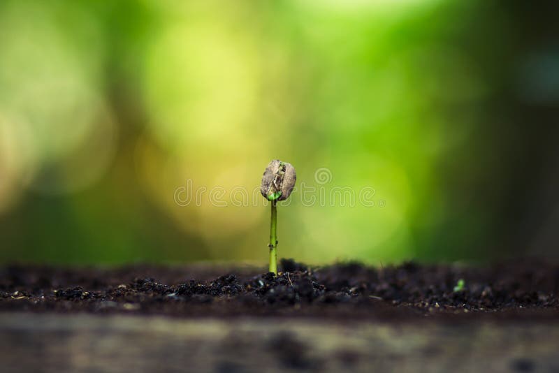 Coffee Sapling or Seedling with Visible Root Against a White Background ...