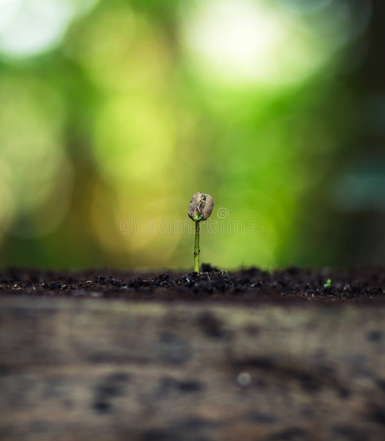 Coffee Seed Tree Sapling in Nature Stock Photo - Image of sprout ...