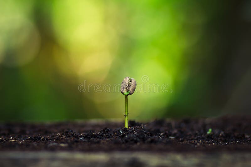 Coffee Seed Tree Sapling in Nature Stock Photo - Image of leaf, green ...