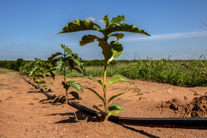 Coffee Seedlings Being Irrigated in the Drip System Stock Image - Image ...