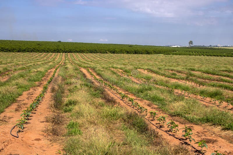 Coffee Seedlings Being Irrigated in the Drip System Stock Photo - Image ...