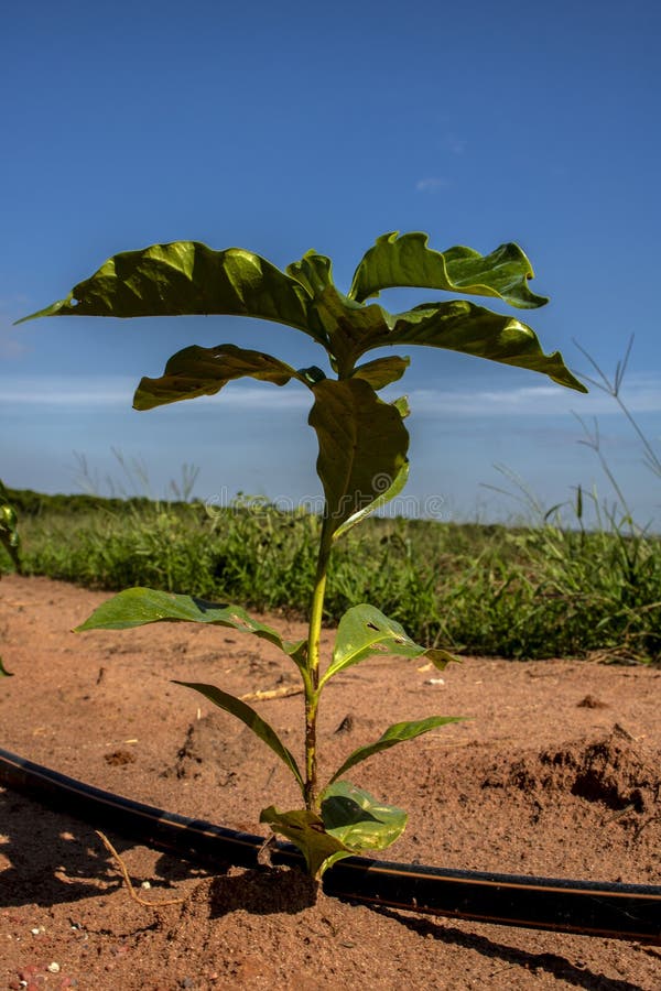 Coffee Seedlings Being Irrigated in the Drip System Stock Photo - Image ...