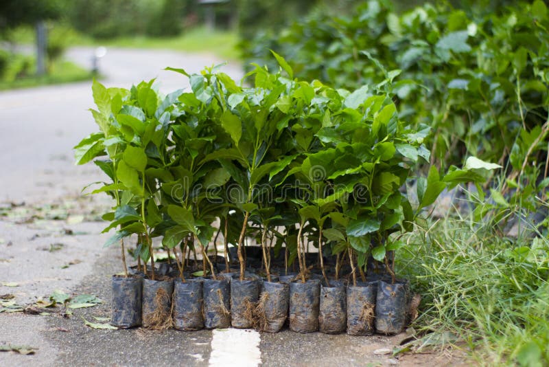 Coffee seedlings stock photo. Image of field, cultivate - 192959260