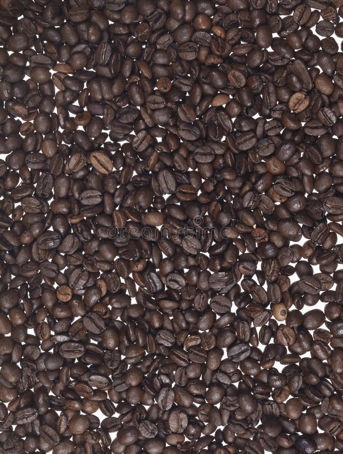 Coffee seeds stock image. Image of arabica, coffea, brown - 16153615