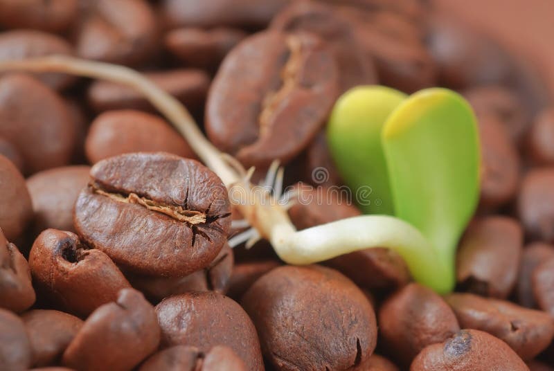 Coffee Sapling Or Seedling With Visible Root Against A White Background ...