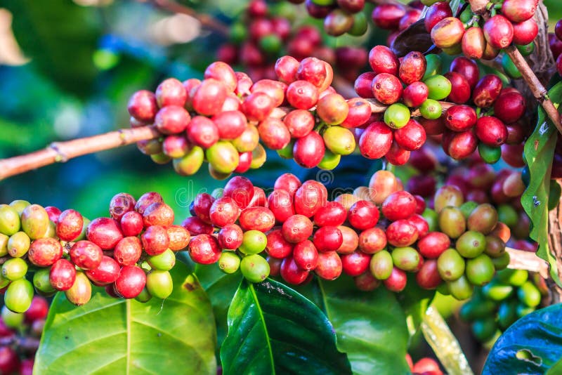 Coffee seeds stock image. Image of ecology, food, grow - 33067447