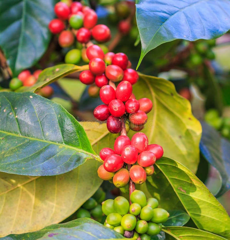 Seeds of the coffee plant stock image. Image of food - 28832119
