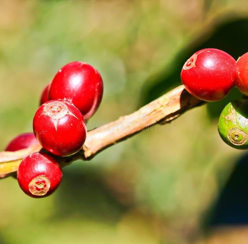 Coffee seeds stock image. Image of fresh, nature, arabica - 33067487