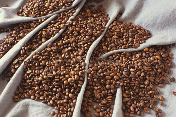Coffee Seeds on White Cloth Stock Photo - Image of coffee, still: 348662002