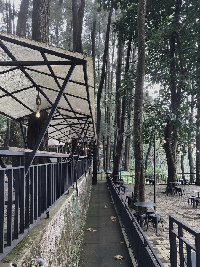 Coffee Shop View with Pinus Tree Stock Photo - Image of view, plant ...