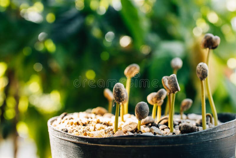 Coffee Sprout Growing in Nature Close-Up Stock Photo - Image of people ...