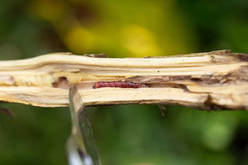 Coffee Stem Borer. Diseases and Pests Affecting Coffee Plants Stock ...
