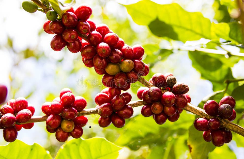 Coffee tab stock photo. Image of arabica, closeup, mocha - 27771310