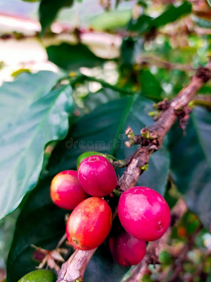 Coffee Three with Coffee Bean Stock Image - Image of nature, shrub ...
