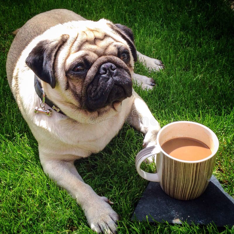 Pug dog and coffee stock photo. Image of bouquet, coffee - 122118924