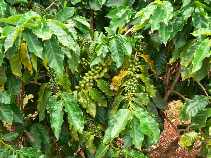 Coffee tree stock photo. Image of american, shrub, kaui - 16907666
