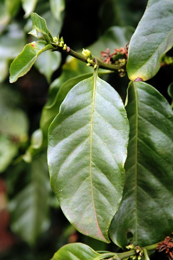 Coffee tree stock photo. Image of plant, close, coffee - 18358676
