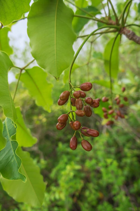 Coffee tree stock image. Image of branch, bush, brown - 25331573
