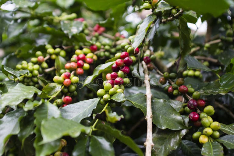 2,147 Coffee Fruit Ripening Stock Photos - Free & Royalty-Free Stock ...