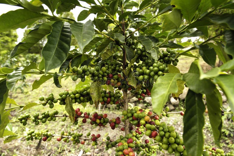 123,712 Coffee Tree Stock Photos - Free & Royalty-Free Stock Photos ...