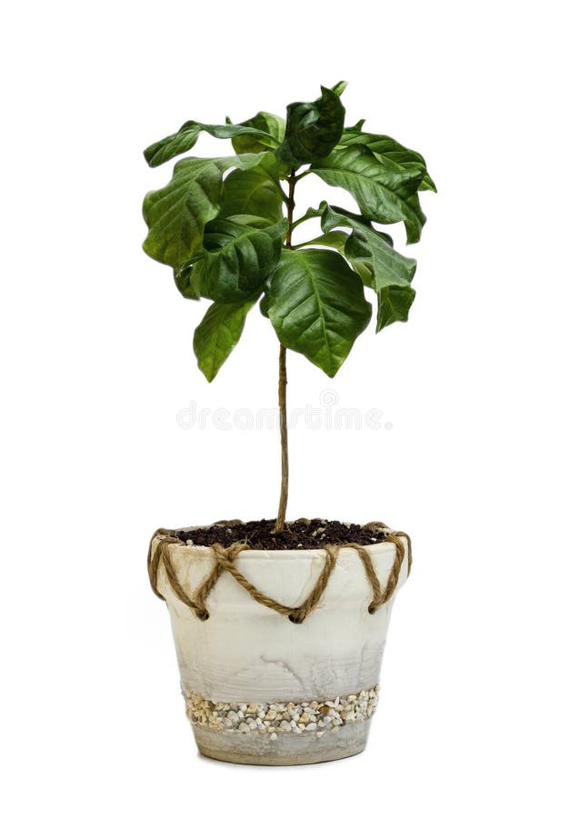 Coffee Tree (Arabica Plant) in Flower Pot Isolated on White Stock Photo ...