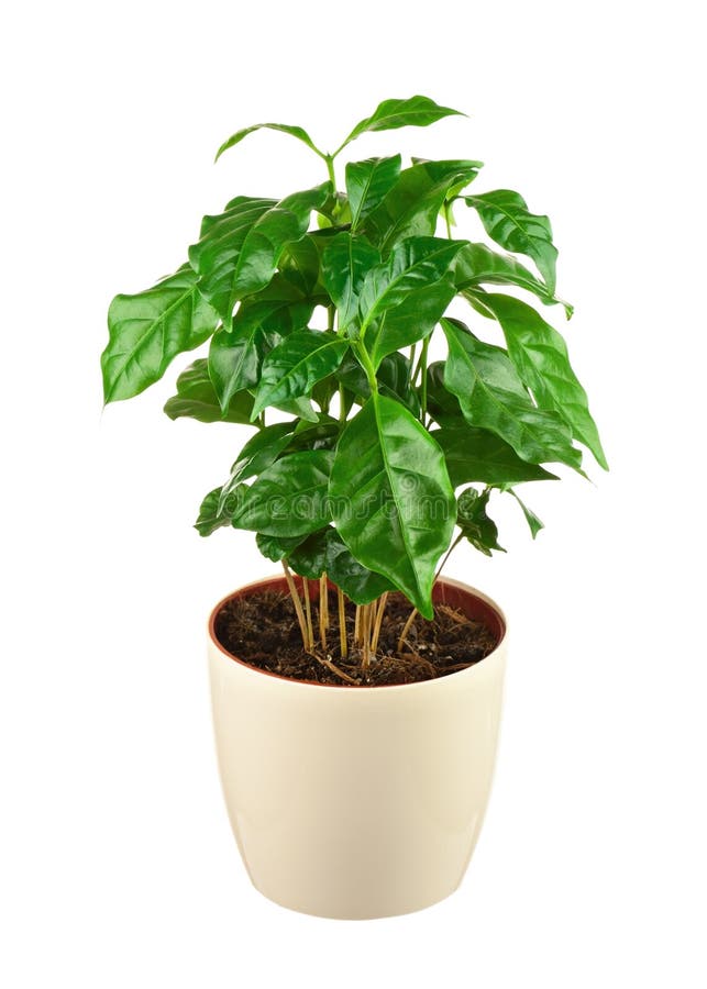 Coffee Tree (Arabica Plant) in Flower Pot Isolated on White Back Stock ...