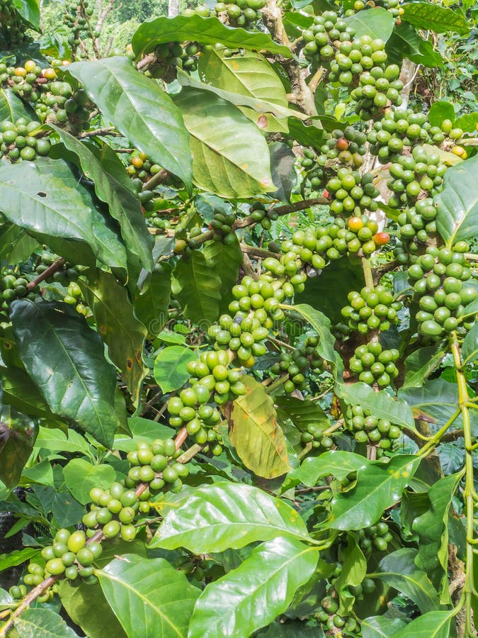 Coffee tree stock image. Image of crop, fruit, agriculture - 60365995