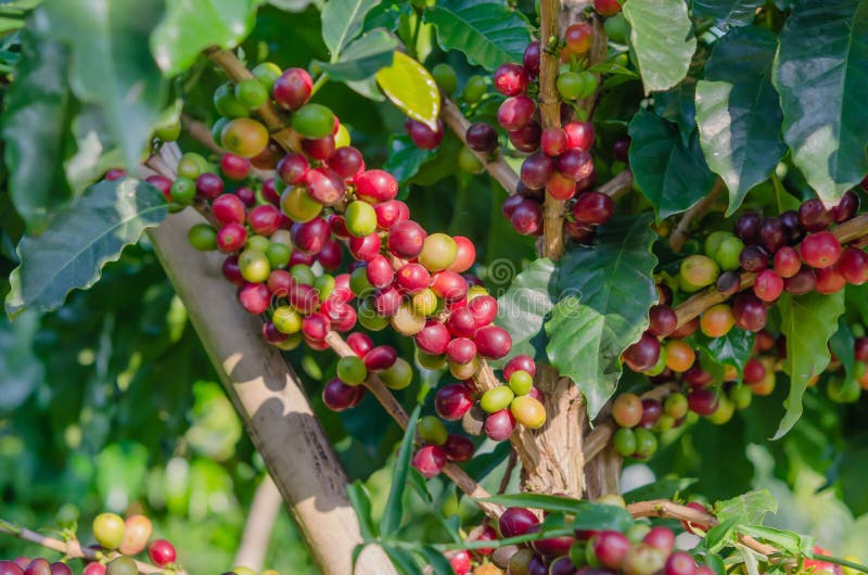 Coffee tree stock photo. Image of coffee, food, caffeine - 49183720
