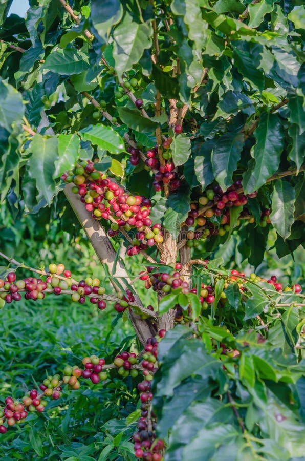 Coffee tree stock photo. Image of leaf, growth, fruit - 49183726