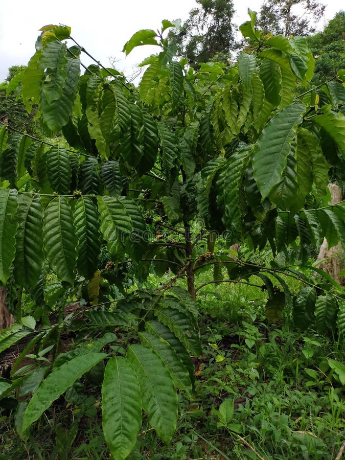 A Coffee Tree that Begins To Grow after Being so Fertile Stock Image ...