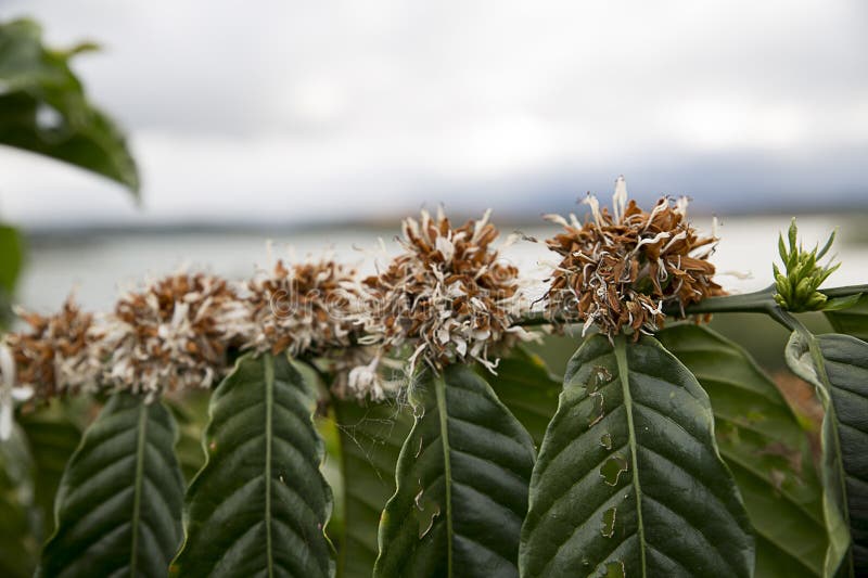 Coffee tree in bloom stock image. Image of plantation - 89848003