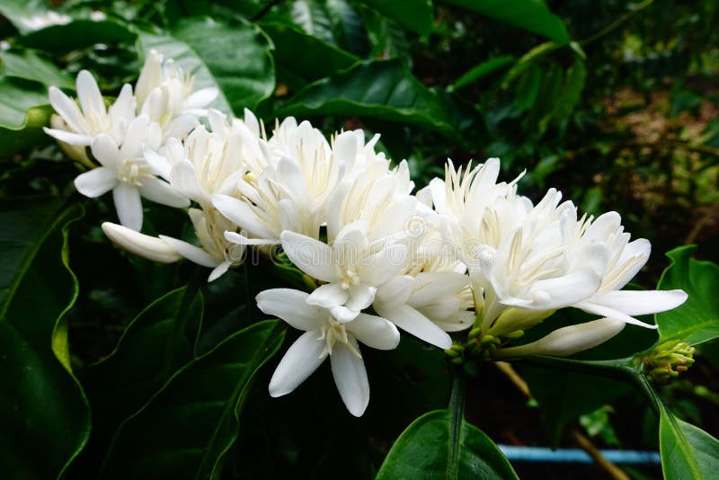 Coffee tree blossom stock photo. Image of coffee, shrub - 84033522