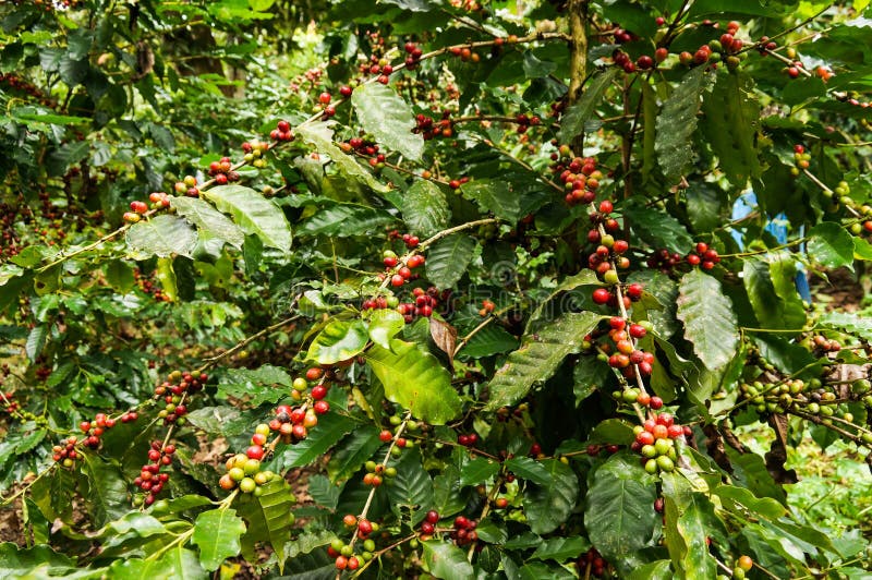 Coffee tree stock image. Image of leaf, farm, grow, berries - 36482811